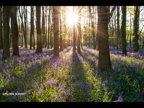 Muzyka relaksacyjna do snu, Bezsenność, Zdrowy sen, Relaks ...